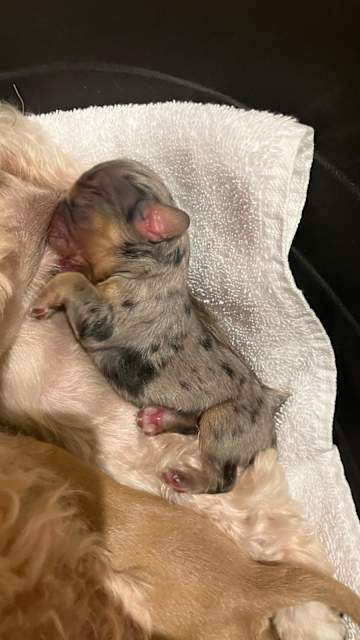 Toy Phantom Blue Merle Cavoodle | Dogs & Puppies | Gumtree Australia ...