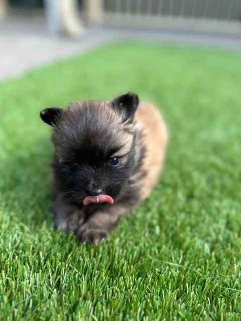 pomeranian puppies need gone asap | Dogs & Puppies | Gumtree Australia ...