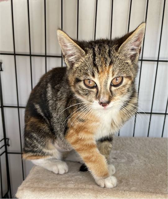 Rescue Kitten Talia | Cats & Kittens | Gumtree Australia Wyong Area ...