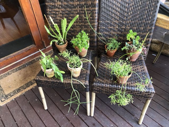 Assorted rhipsalis plants and succulents in vintage terracotta pots ...
