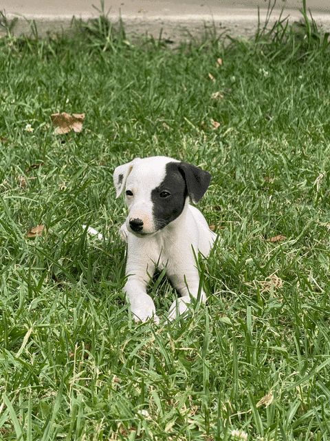 Purebred Whippet Puppies | Dogs & Puppies | Gumtree Australia ...