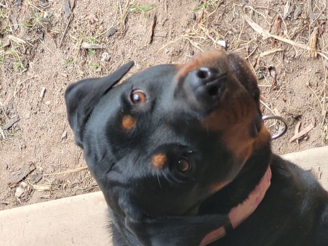 Rottweiler Bobtail puppies. | Dogs & Puppies | Gumtree Australia ...