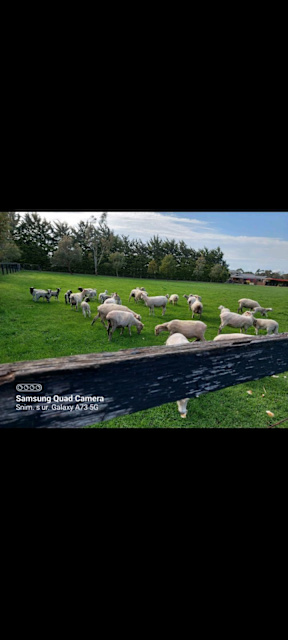 Sheep/Lambs for sale | Livestock | Gumtree Australia Macedon Ranges ...