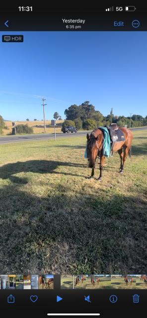 Quarter horse X Arabian “SMOOCH” OPEN TO OFFERS | Horses & Ponies ...