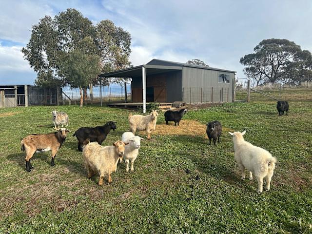 Quiet pet goats | Livestock | Gumtree Australia Cabonne Area - Borenore ...