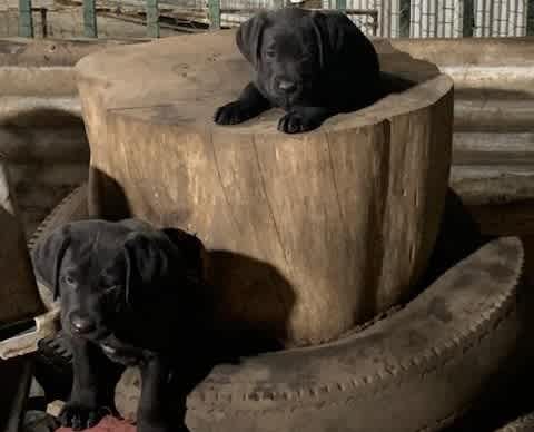 Labrador Puppies - pure bred Rosie & Max | Dogs & Puppies | Gumtree ...