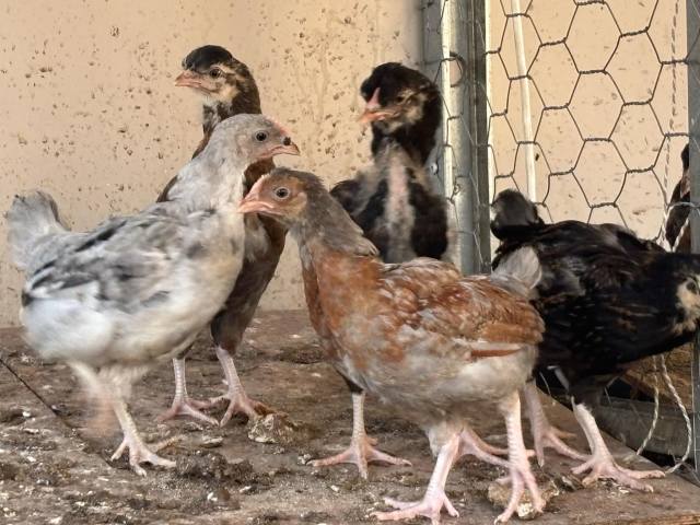 Chicken POL chick Olive Egger green blue | Livestock | Gumtree ...