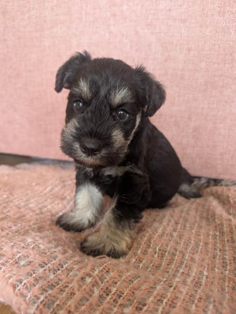 Purebred Miniature Schnauzer Puppies | Dogs & Puppies | Gumtree ...