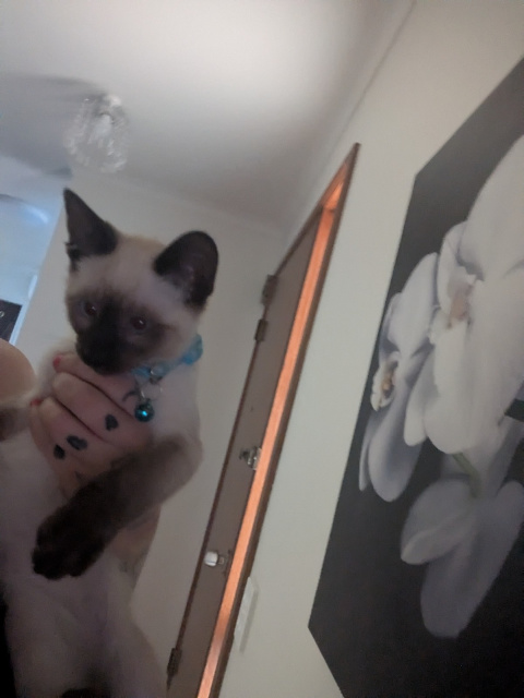Siamese x ragdoll male kitten | Cats & Kittens | Gumtree Australia ...