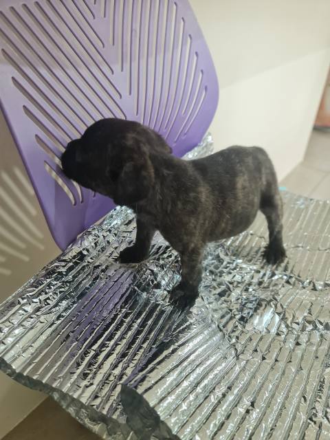 Frug puppies ( French bulldog x Pug ) | Dogs & Puppies | Gumtree ...