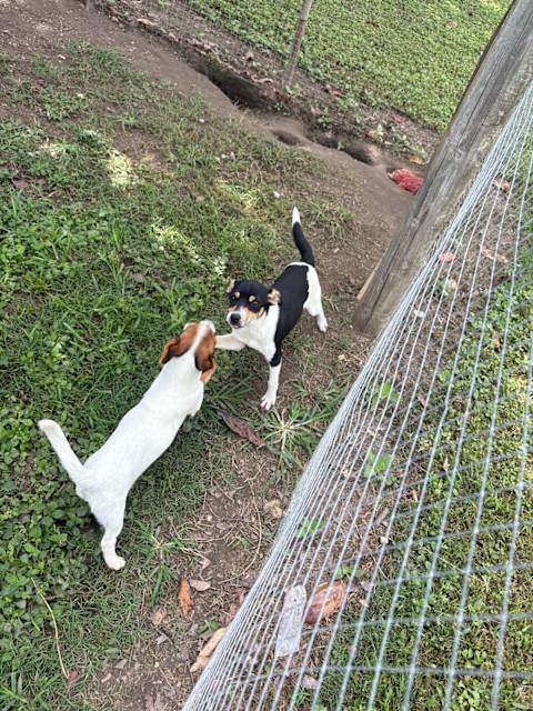 Purebred Mini Foxy Puppy | Dogs & Puppies | Gumtree Australia ...