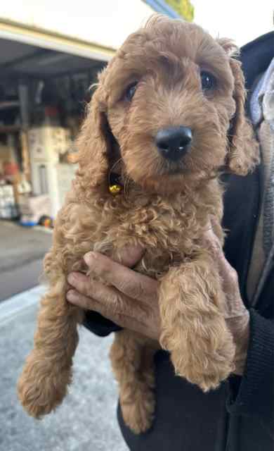 Ruby Red Miniature 2nd Gen Cavoodles ready now! | Dogs & Puppies ...