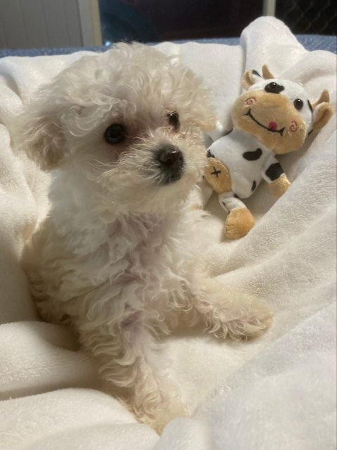 Chipoo/Choodle Chihuahua x Toy Poodle | Dogs & Puppies | Gumtree ...
