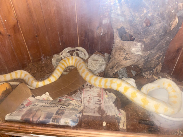 Darwin albino carpet python, Great pet, superb colouring, very friendl ...