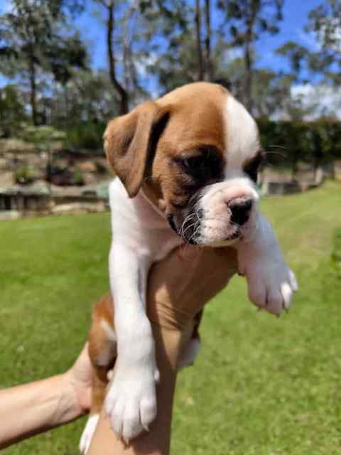 Purebred Boxer puppies for sale | Dogs & Puppies | Gumtree Australia ...