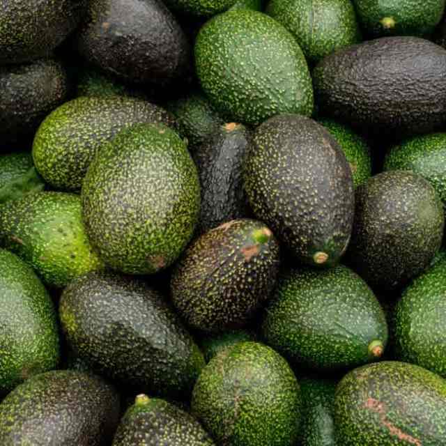 Avocado Hass Persea americana Hass Advanced grafted Trees - Plants in ...