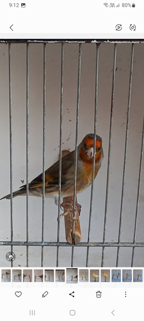 Male Canaries and Mules | Birds | Gumtree Australia Darebin Area ...