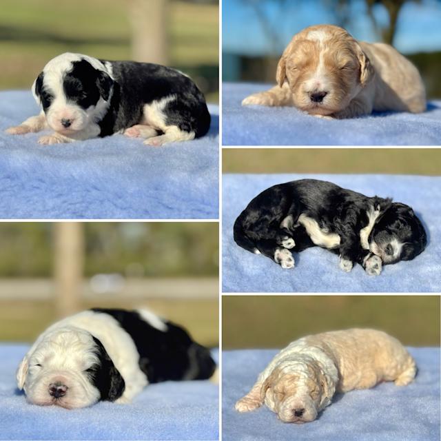 SHEEPADOODLE PUPPIES - BIG COLOURFUL TEDDY BEARS | Dogs & Puppies ...
