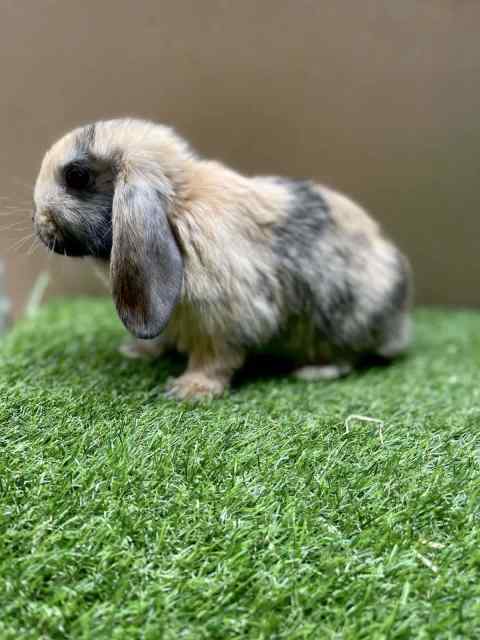 SOLD-Purebred Mini Lop baby rabbits looking for a loving home 🏠 ...