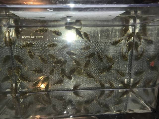 Fish Tank Full | Pet Products | Gumtree Australia Parramatta Area ...