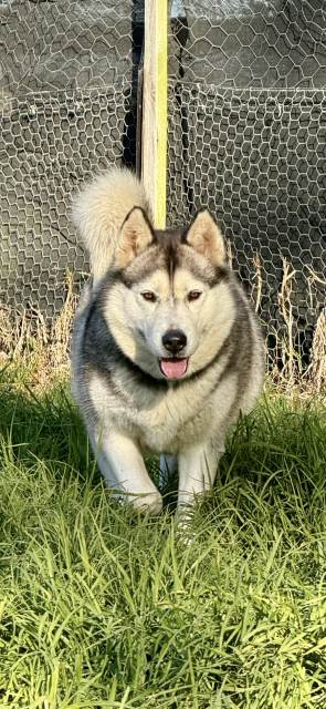 Stunning Siberian Husky X Malamute Female | Dogs & Puppies | Gumtree ...