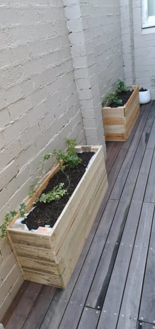 New planter boxes with variegated ivy (Algerian white) - Pots & Garden ...