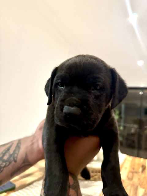Rottweiler x bandog mastiff puppies (1 MALE & 2 FEMALES) | Dogs ...