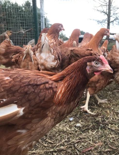 Chickens....Point Of Lay ISA Browns and Silkies | Livestock | Gumtree ...