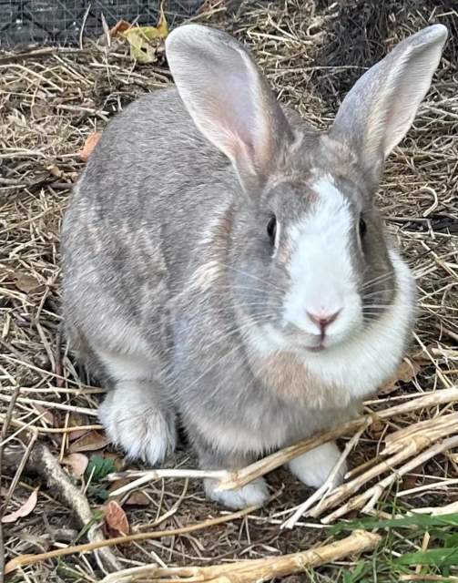 Flemish Giant Rabbits | Rabbits | Gumtree Australia South Gippsland ...
