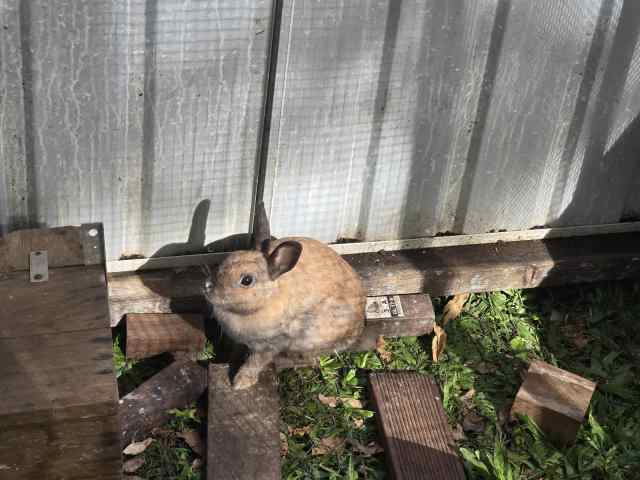Dwarf baby rabbits | Rabbits | Gumtree Australia Coffs Harbour City ...