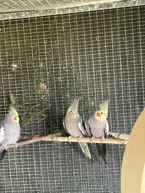 Pair of weiros | Birds | Gumtree Australia Wanneroo Area - Marangaroo ...