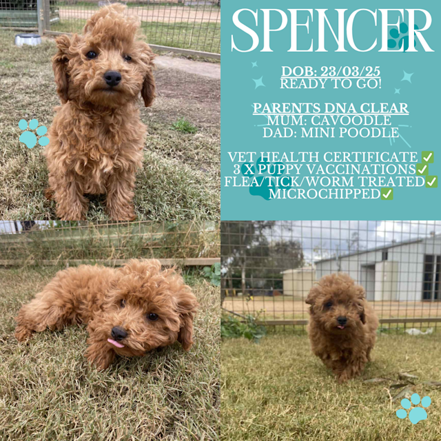 CAVOODLE PUPPIES! 3 Months Old, Ruby and Black, Looking 4 Homes! | Dogs ...