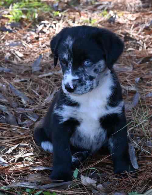 ‘Rocket’ - Border Collie x Labradoodle Puppy - SOLD | Dogs & Puppies ...