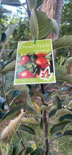 Apple fruit trees for sale at 45$ each on special around 2 metres tall ...