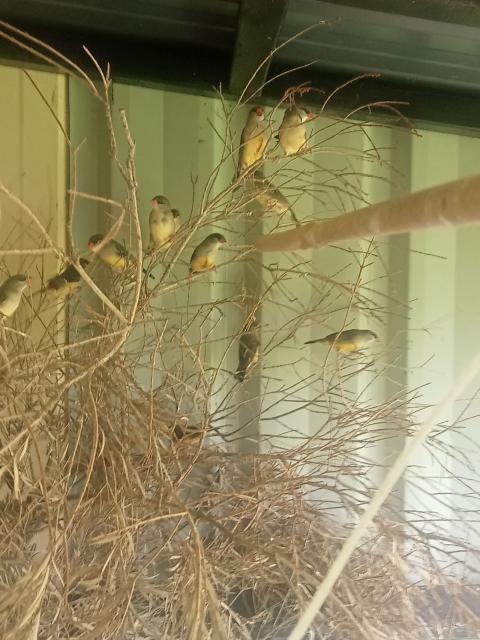 Young Strawberry finches | Birds | Gumtree Australia Toowoomba City ...
