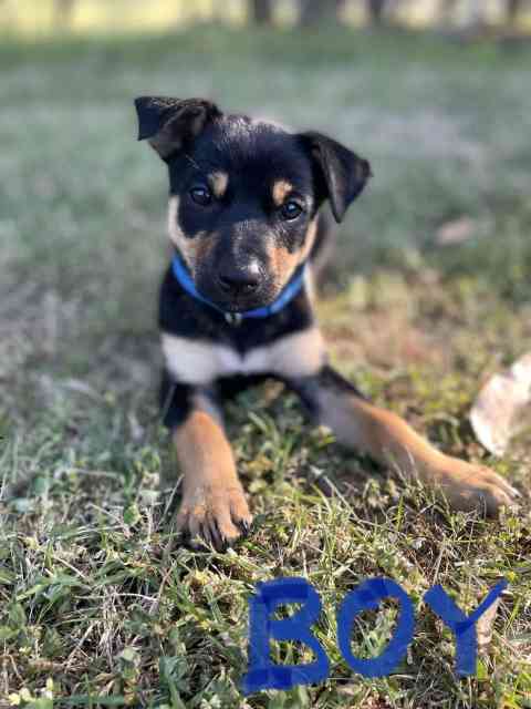 Beautiful Purebred KELPIE pups - 1 male LEFT only. Price dropped ...