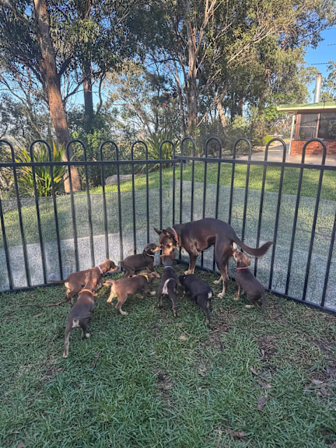 Purebred Kelpie Pups (Registered Breeder) | Dogs & Puppies | Gumtree ...