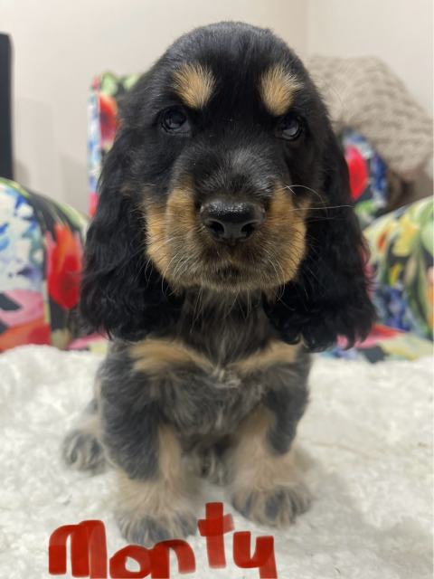 COCKER SPANIEL PEDIGREE PUPPIES | Dogs & Puppies | Gumtree Australia ...