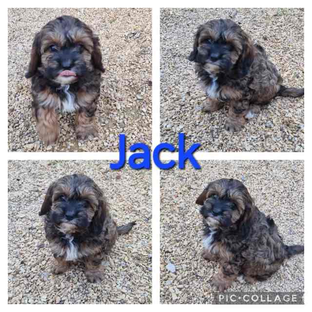 cavoodle puppies (1st gen) | Dogs & Puppies | Gumtree Australia Mallala ...