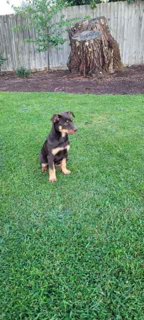 Pure-bred Red & Tan Kelpie Pups | Dogs & Puppies | Gumtree Australia ...