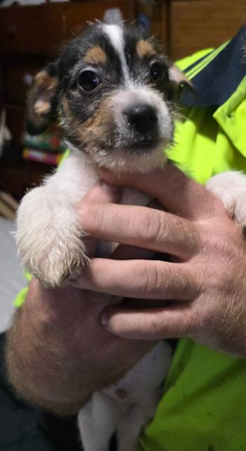 mini Foxy X jack Russell Maltese puppies | Dogs & Puppies | Gumtree ...