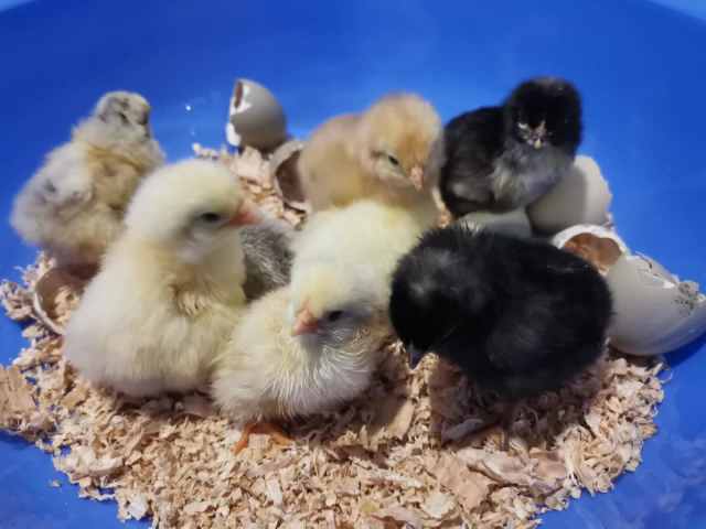 8x Easter Egger Day Old Chicks & Marans POL Pullet | Livestock | Gumtree Australia Ryde Area ...