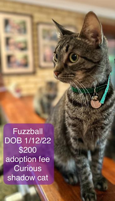 Fuzzball - Perth Animal Rescue inc vet work cat/kitten | Cats & Kittens ...