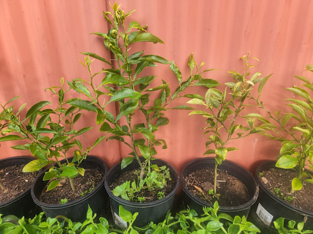 Mandarin and apple trees seedlings - Plants in Noarlunga Downs SA ...