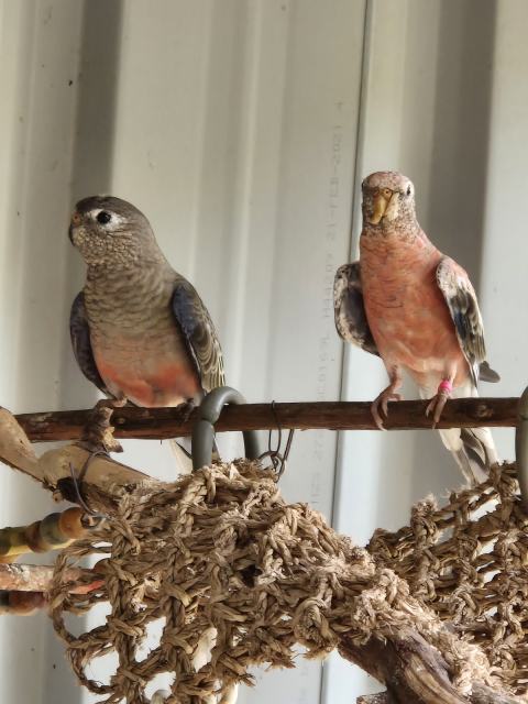 Bourkes, young | Birds | Gumtree Australia Mundaring Area - Stoneville ...