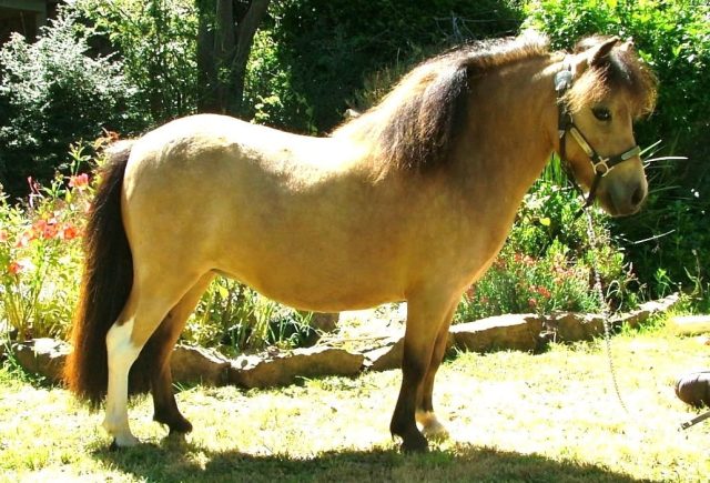 **ADORABLE MINI / MINIATURE MARE** 81cms tall**CAN PAY OFF** | Horses ...