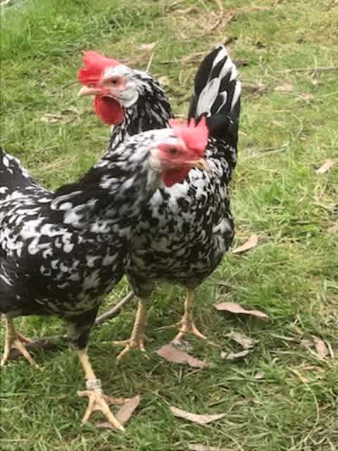 Leghorn Exchequer Fertile Chicken Eggs | Livestock | Gumtree Australia ...