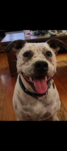 2 year old Cattle Dog X American Bulldog - needs a new home | Dogs ...