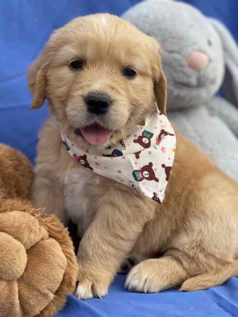 Purebred DNA tested Golden Retriever puppies | Dogs & Puppies | Gumtree ...