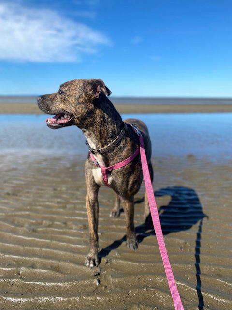 Gorgeous Dog - Good Home Needed | Dogs & Puppies | Gumtree Australia ...